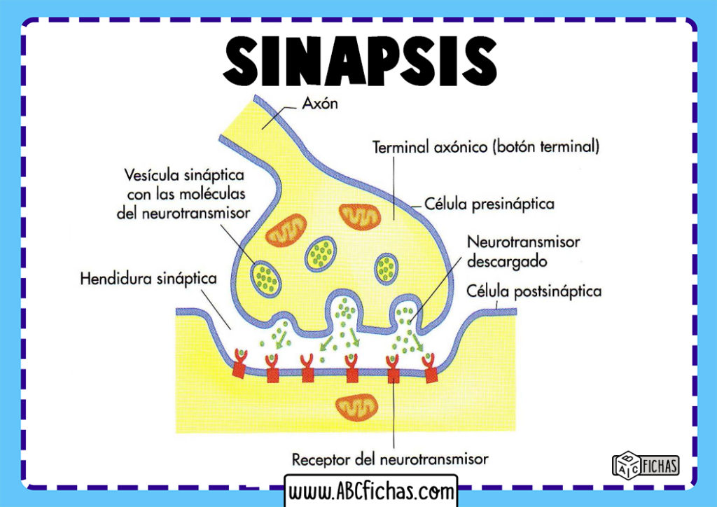 Tipos De Sinapsis Y Su Funcionamiento En El Cerebro Images