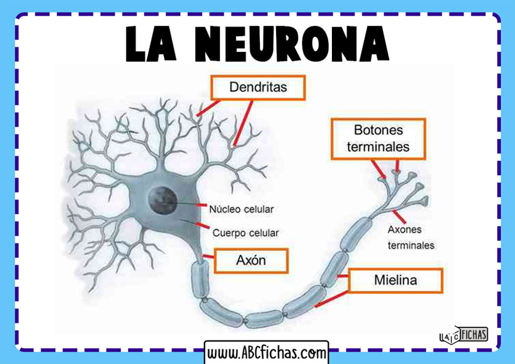 La Neurona: Estructura, Partes y Función de las Neuronas