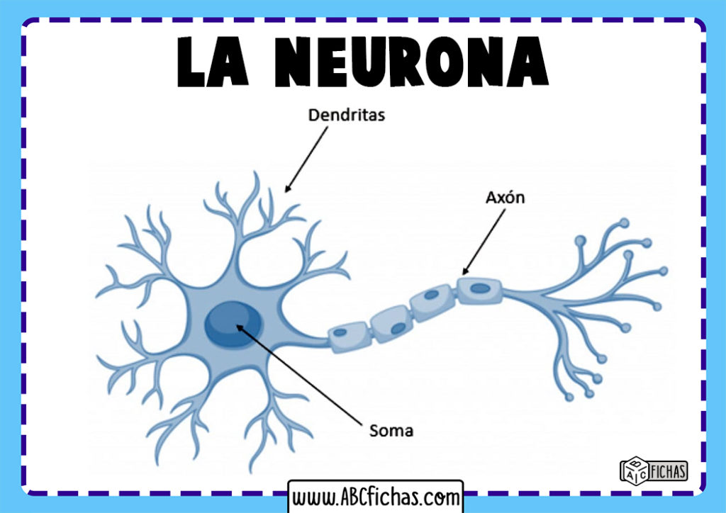 Estructura de la neurona - ABC Fichas