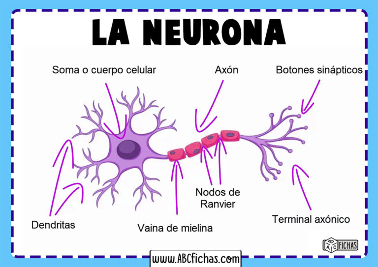 La Neurona: Estructura, Partes y Función de las Neuronas