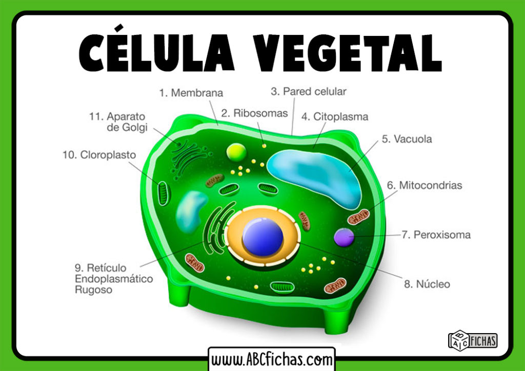 Partes celula vegetal - ABC Fichas Partes celula vegetal - ABC Fichas