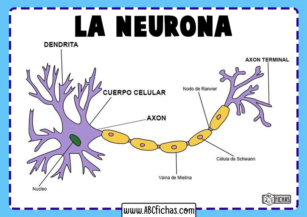 La Neurona: Estructura, Partes y Función de las Neuronas