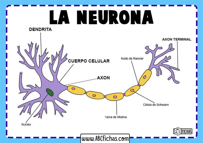 La Neurona: Estructura, Partes y Función de las Neuronas