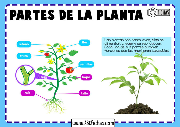 Estructura de las plantas ABC Fichas