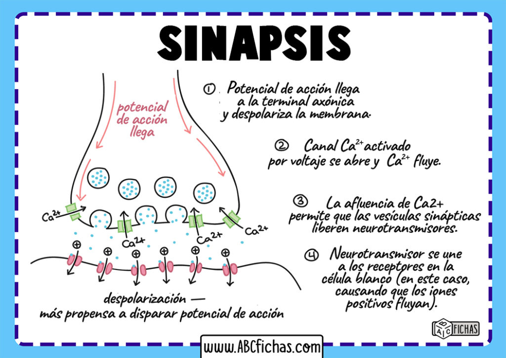 La Sinapsis: Definición y Tipos de Sinapsis Neuronal