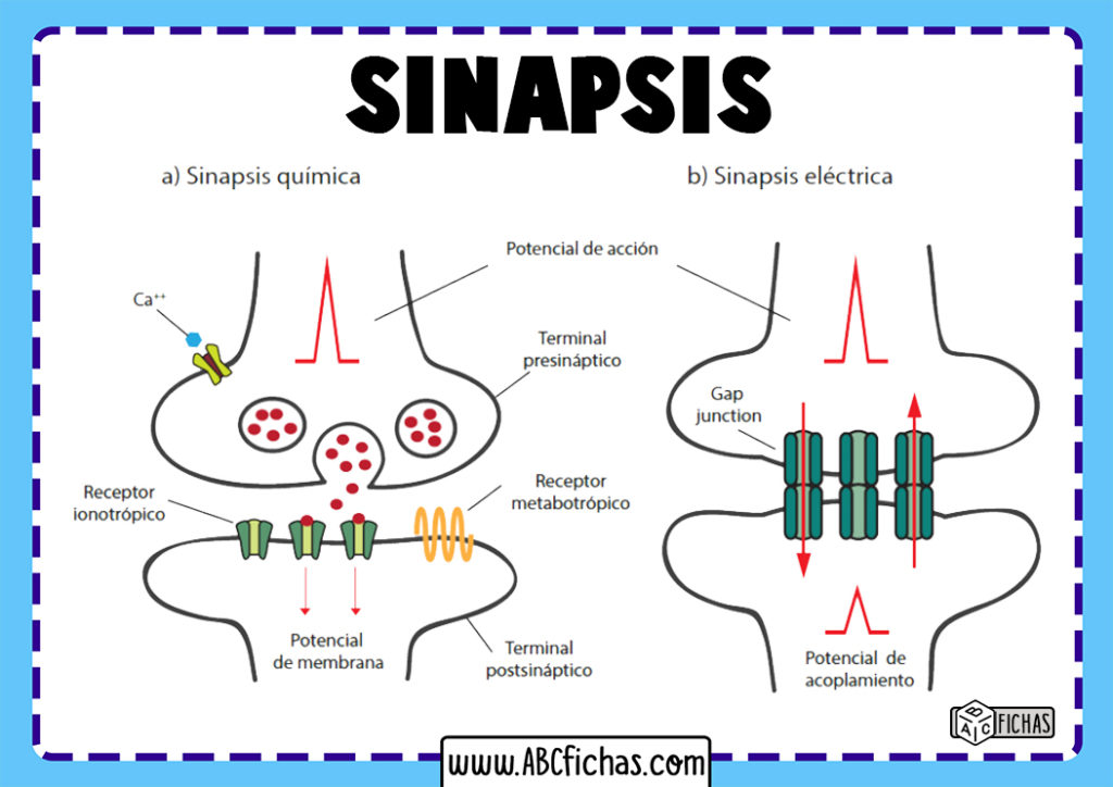 La Sinapsis: Definición y Tipos de Sinapsis Neuronal