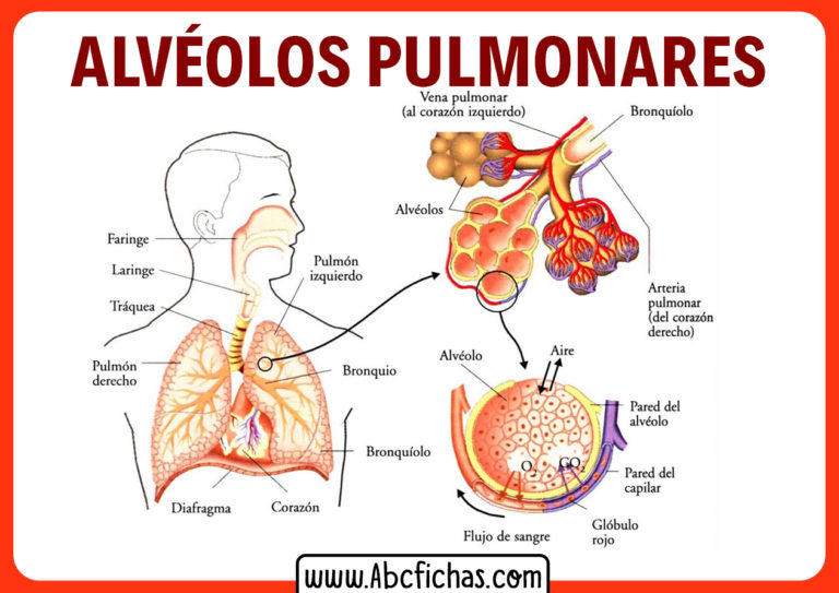 Anatomía y Función de Los Alvéolos Pulmonares