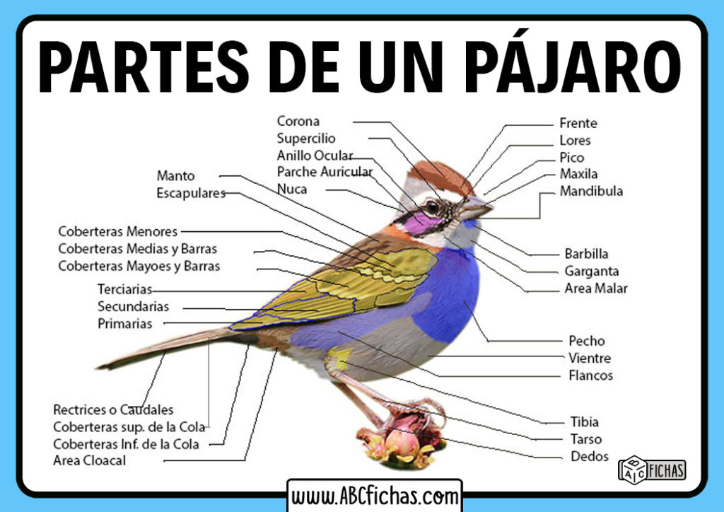 Anatomia de los pajaros - ABC Fichas