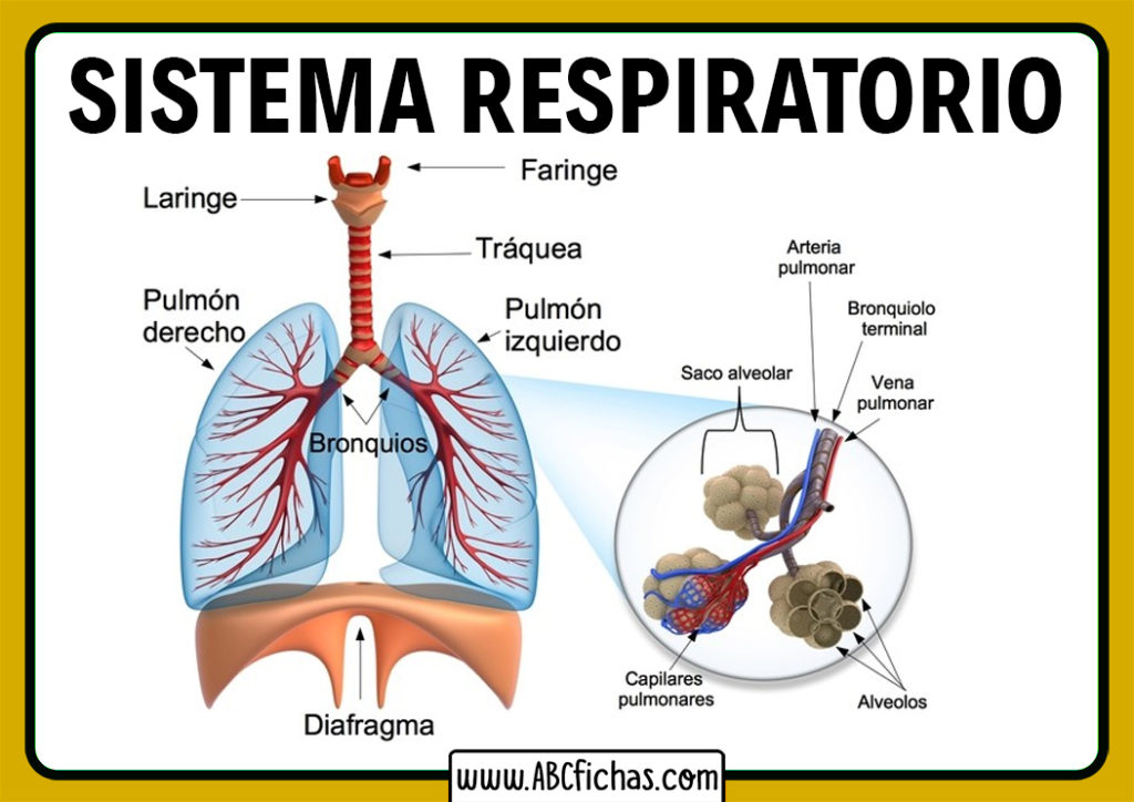 El Sistema Respiratorio del Cuerpo Humano | Partes y Funcionamiento