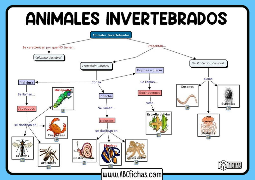 Los Animales Invertebrados | Clasificación y Tipos de Invertebrados