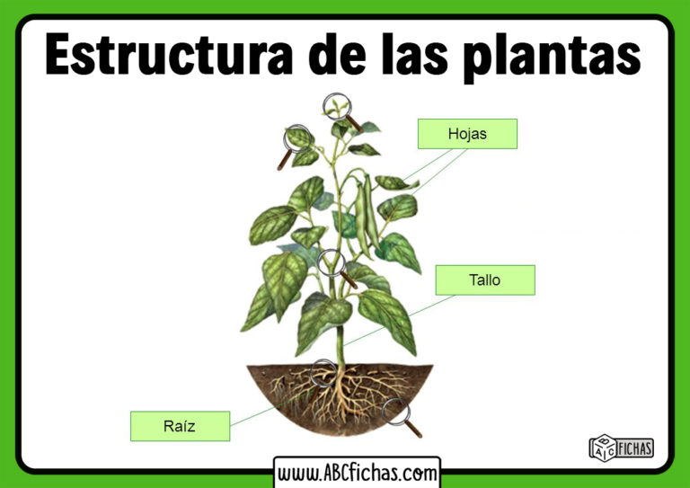 Estructura de las plantas - ABC Fichas