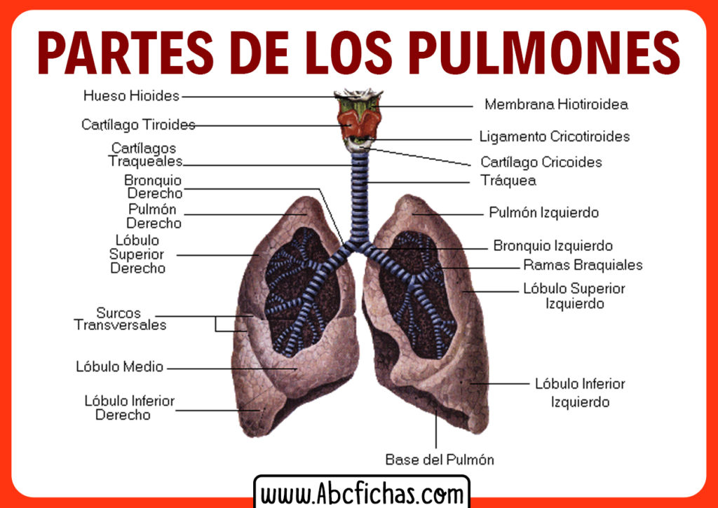 Anatomía y Partes de Los Pulmones del Sistema Respiratorio