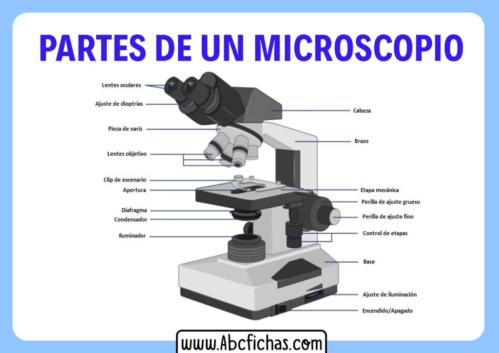 Estructura de un microscopio - ABC Fichas