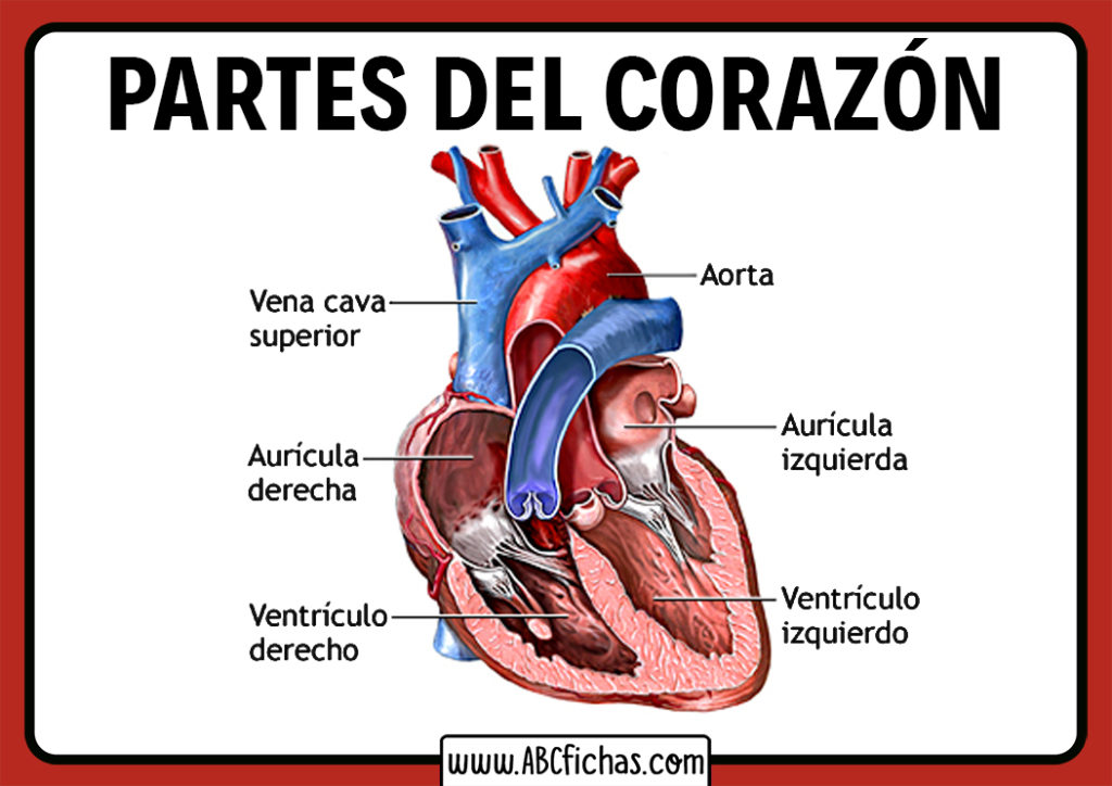 Las partes del Corazón Humano