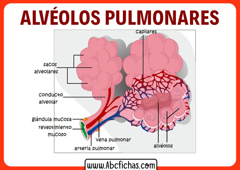 Anatomía y Función de Los Alvéolos Pulmonares