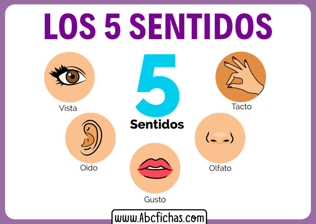 Fslovenglish Los 5 Sentidos The Five Senses