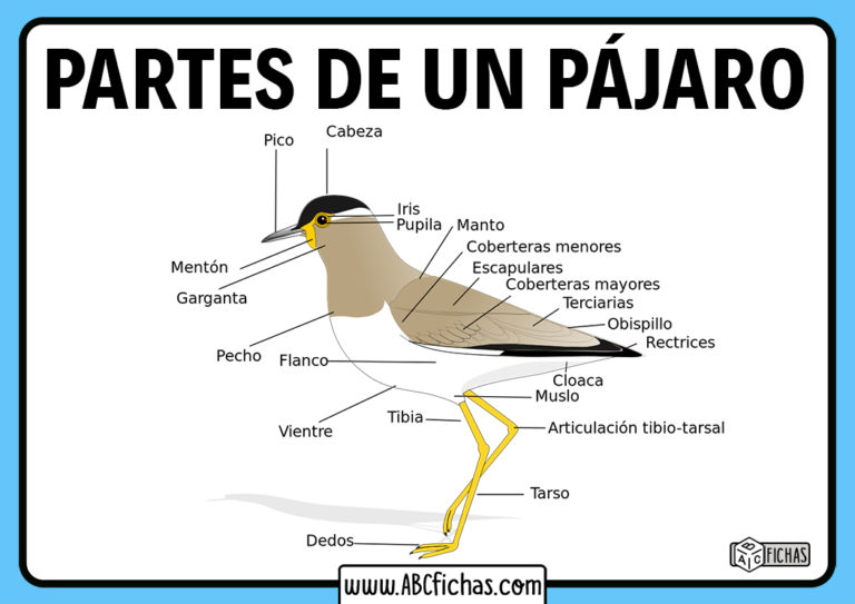 Partes de un ave - ABC Fichas