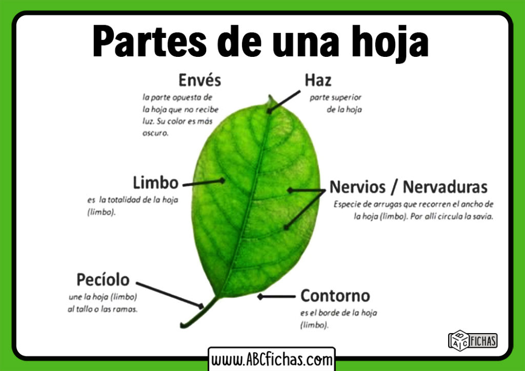 Partes de una hoja - ABC Fichas Partes de una hoja - ABC Fichas