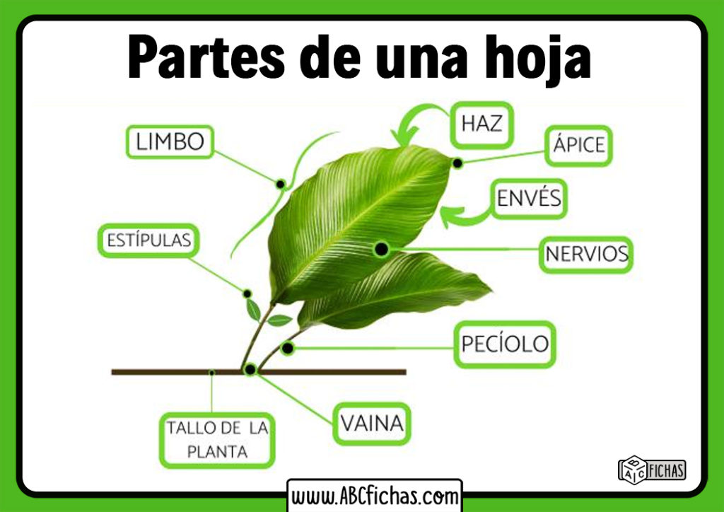 Las Plantas y Las Hojas - ABC Fichas