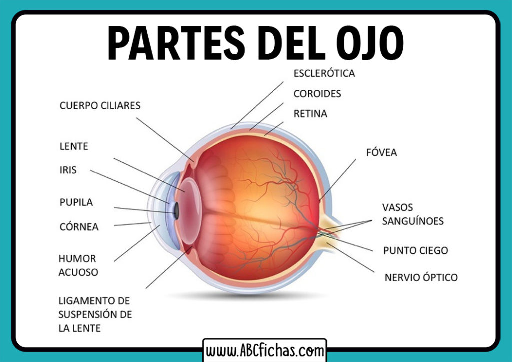 Partes del ojo humano - ABC Fichas