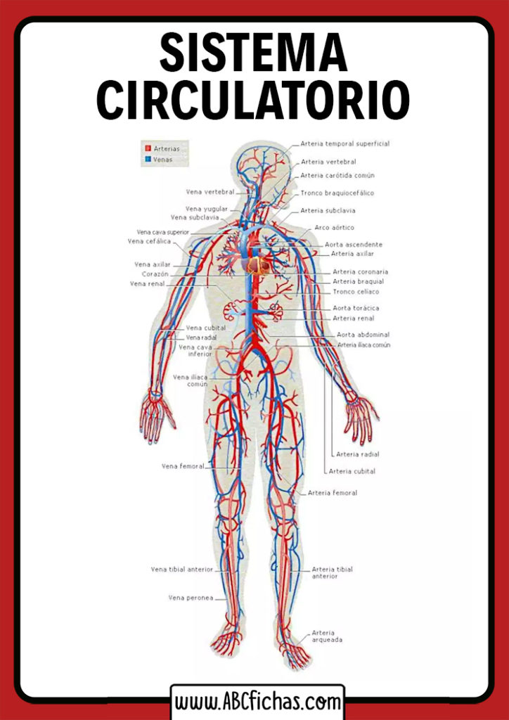 Las Partes del Sistema Circulatorio Humano | Arterias y Venas