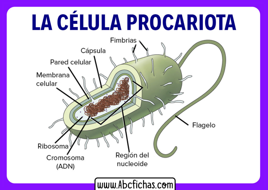 Célula procariota características, partes, funciones, tipos