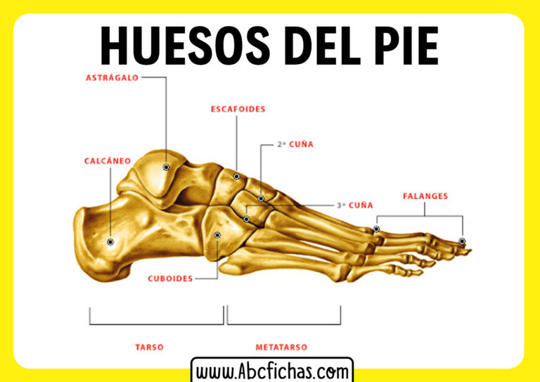 Anatomía y Huesos que forman del Pie