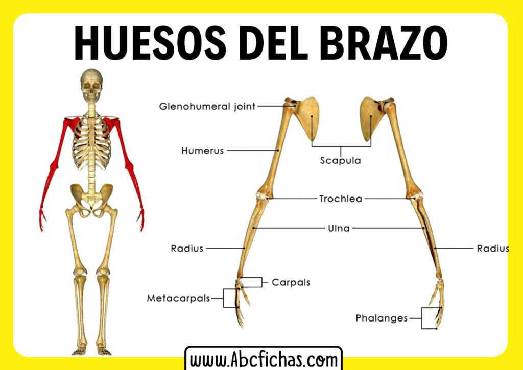 Anatomía y huesos del Brazo Humano