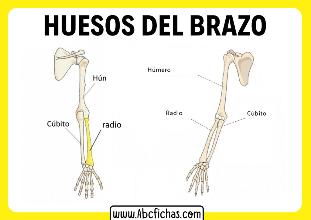 Anatomía y huesos del Brazo Humano