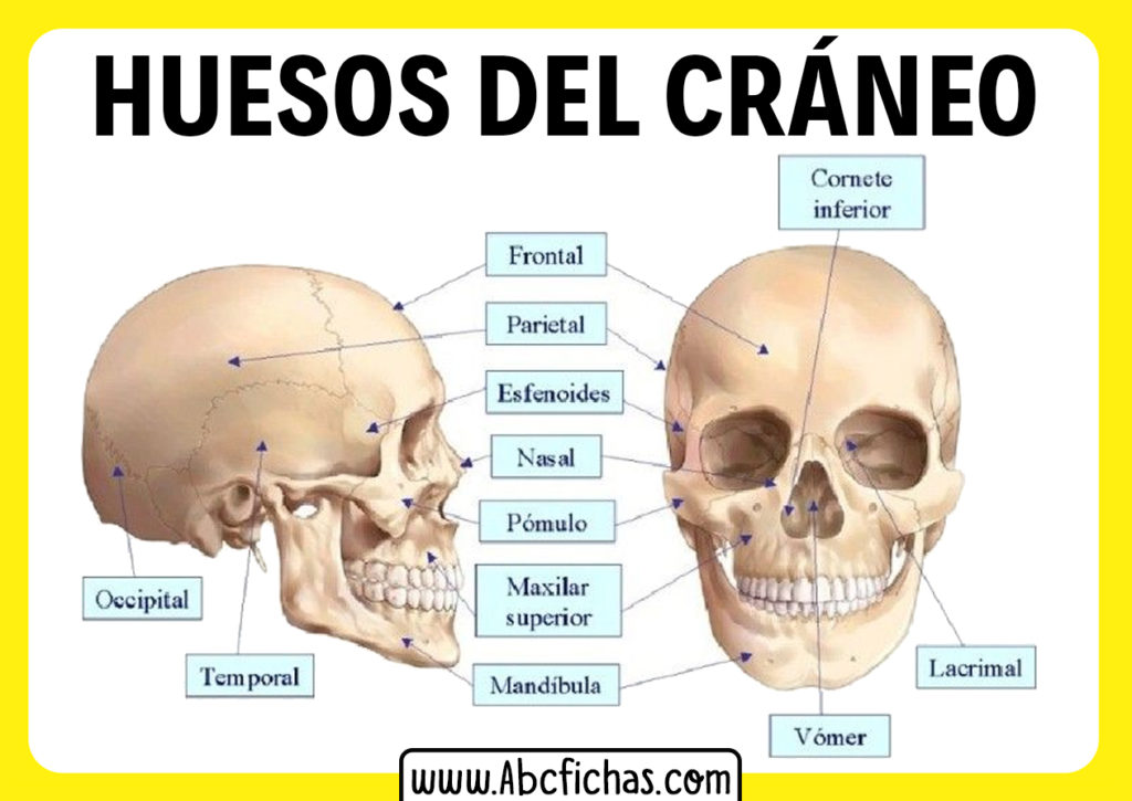Anatomía y Huesos de la cabeza o cráneo