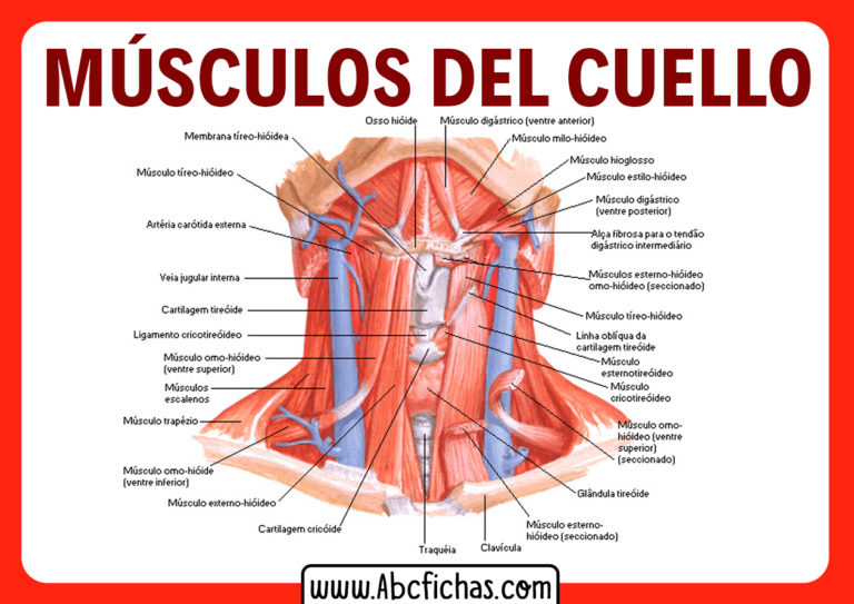 Anatomia del cuello - ABC Fichas Anatomia del cuello - ABC Fichas