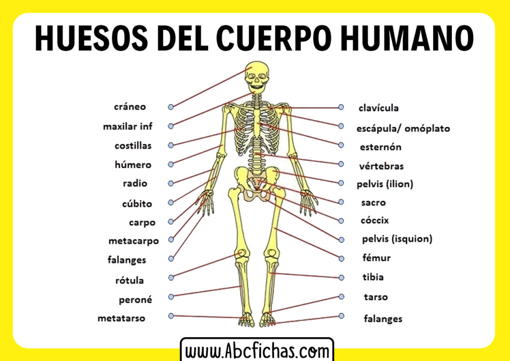 Anatomia del cuerpo humano y huesos - ABC Fichas