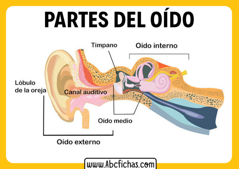 Anatomía del Oído | Partes del Oído interno y Oído externo