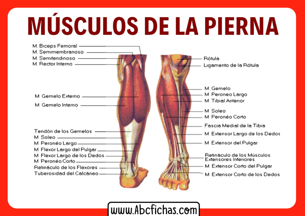 Musculos De La Pierna Descripcion Y Funciones Imagenes Newerarealty