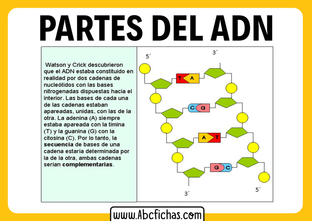 Componenetes, Estructura y Partes del ADN