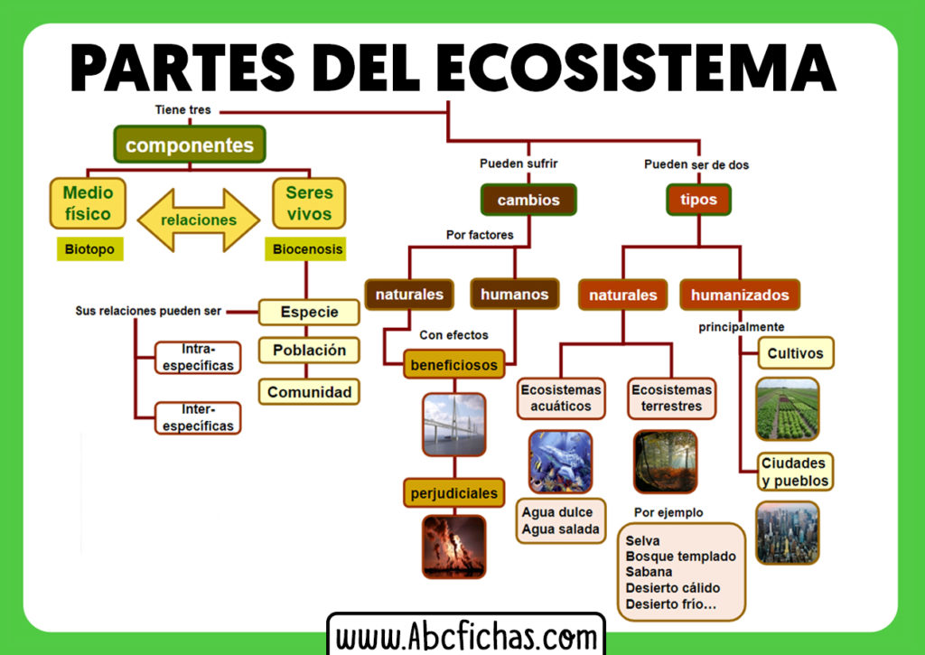 Partes de un Ecosistema - ABC Fichas