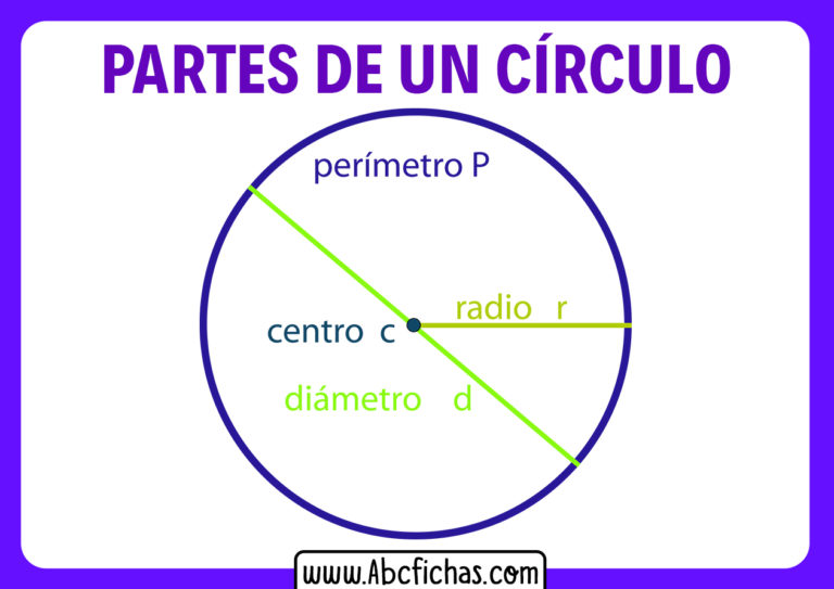 Estructura y Partes del Círculo y de la Circunferencia