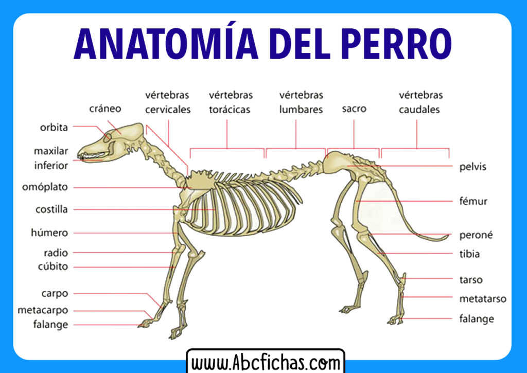 Anatomía Interna de un Perro | Partes de un Perro