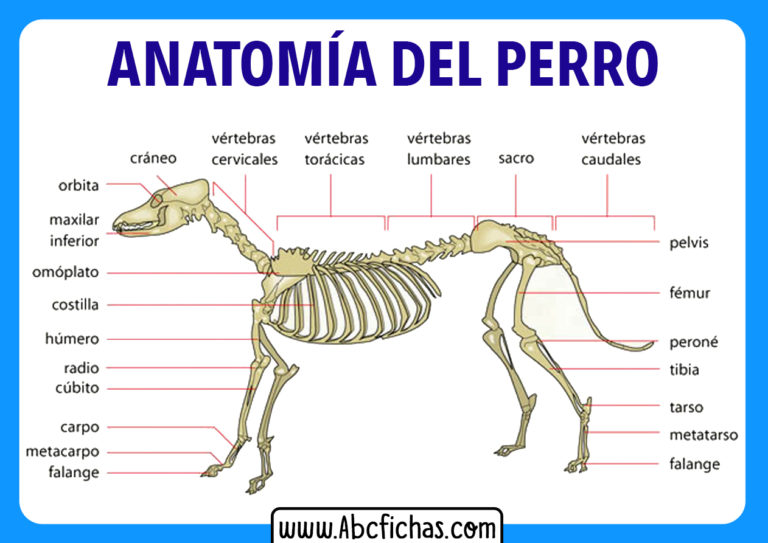 Anatomía Interna de un Perro | Partes de un Perro
