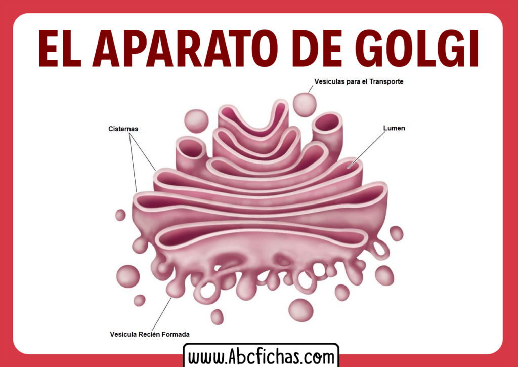 Estructura interna y partes del Aparato de Golgi