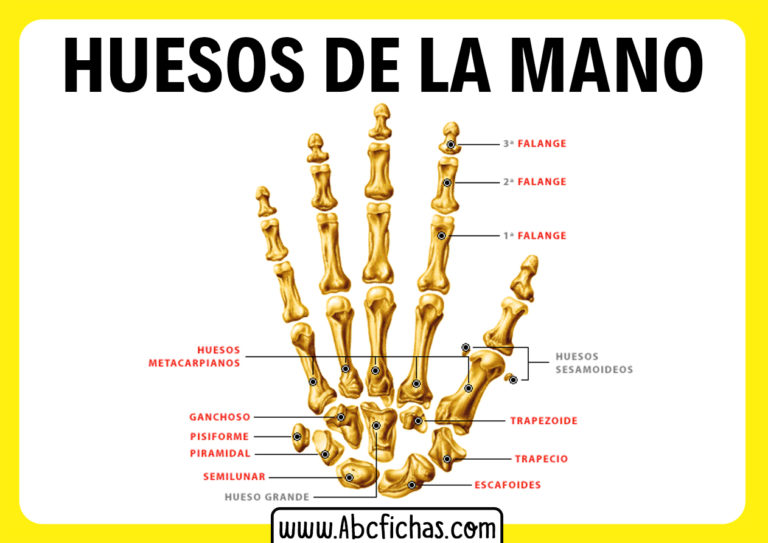 Anatomía y huesos de la Mano