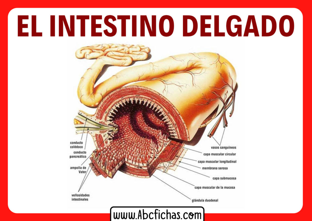 Anatomía y Partes del Intestino Delgado
