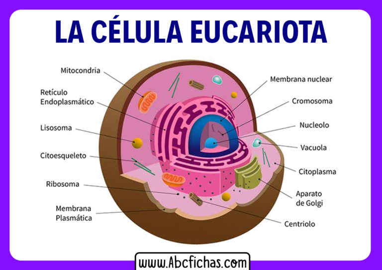 La celula eucariota partes - ABC Fichas