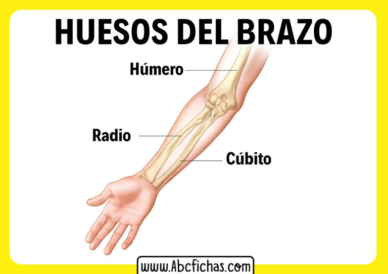 Las partes del brazo y sus huesos - ABC Fichas