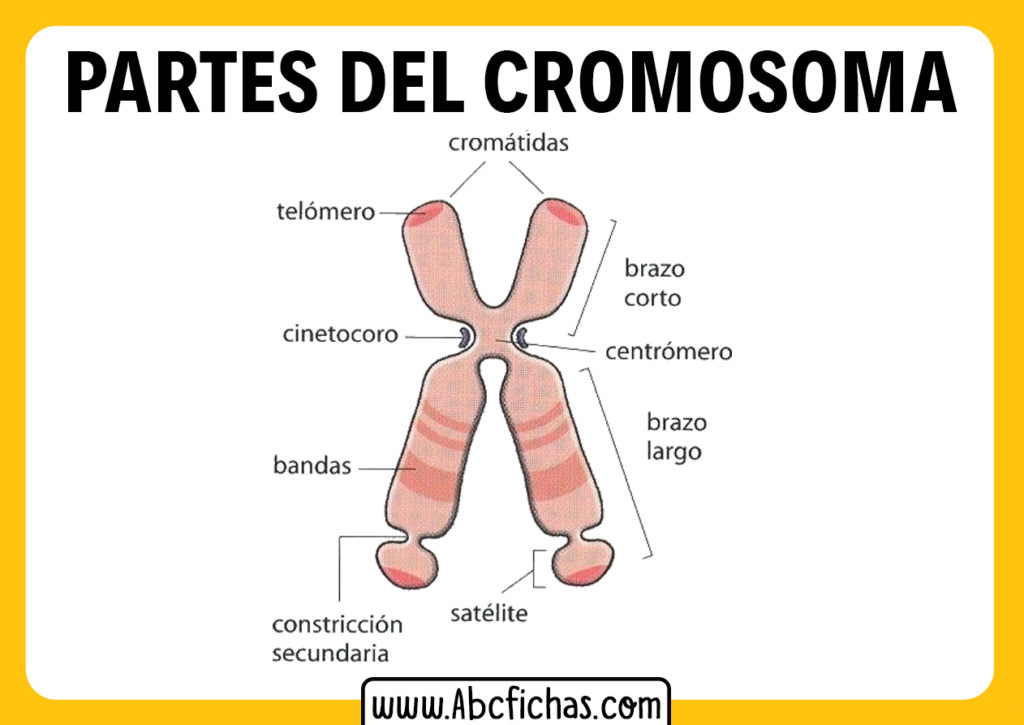 Las partes de un cromosoma - ABC Fichas Las partes de un cromosoma - ABC Fichas
