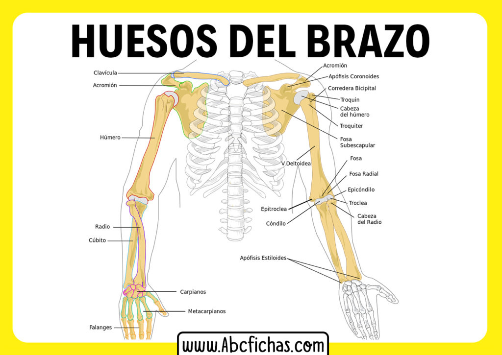 Anatomía y huesos del Brazo Humano
