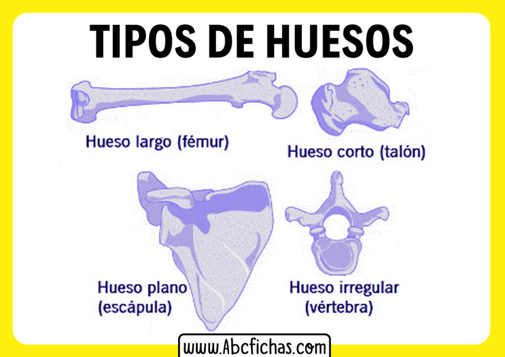 Tipos de Huesos : Huesos largos, cortos, plano e irregulares