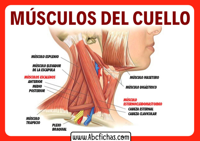 Anatomía de los Músculos del Cuello Humano | Sistema Muscular