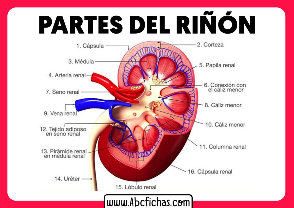 Anatomía, Fisionomía y Partes de los Riñones