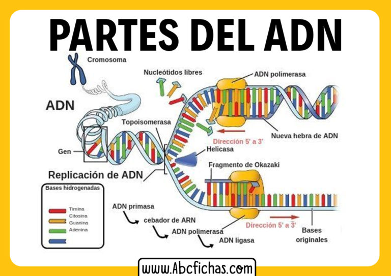Componenetes, Estructura y Partes del ADN